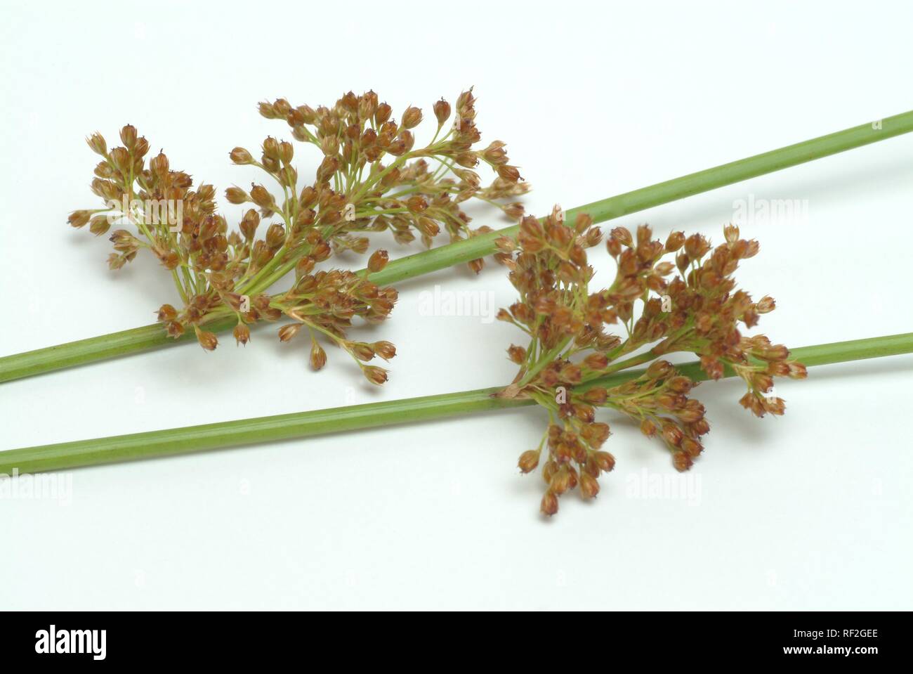 Pianta di giunco immagini e fotografie stock ad alta risoluzione - Alamy