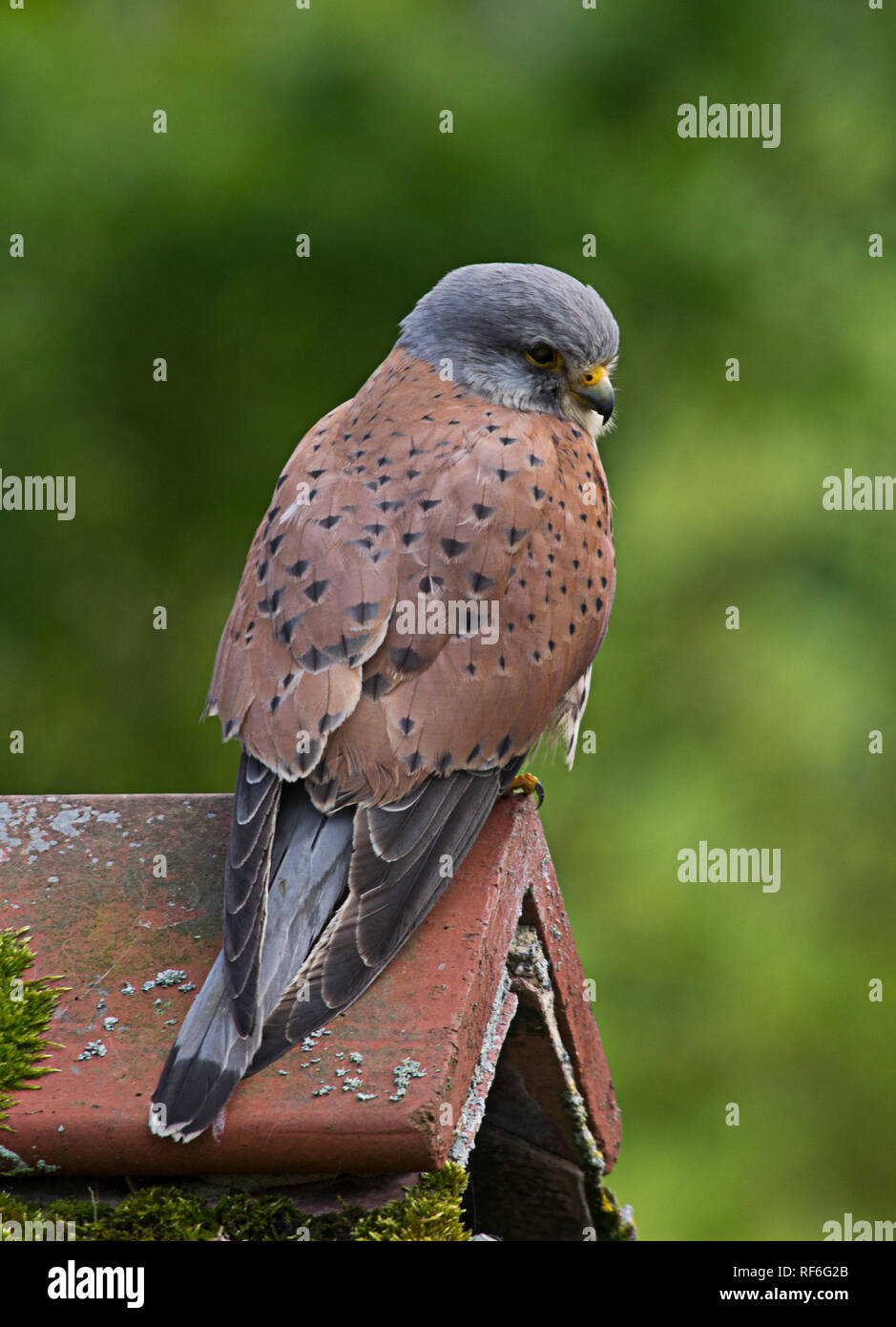 Maschio gheppio comune immagini e fotografie stock ad alta risoluzione ...