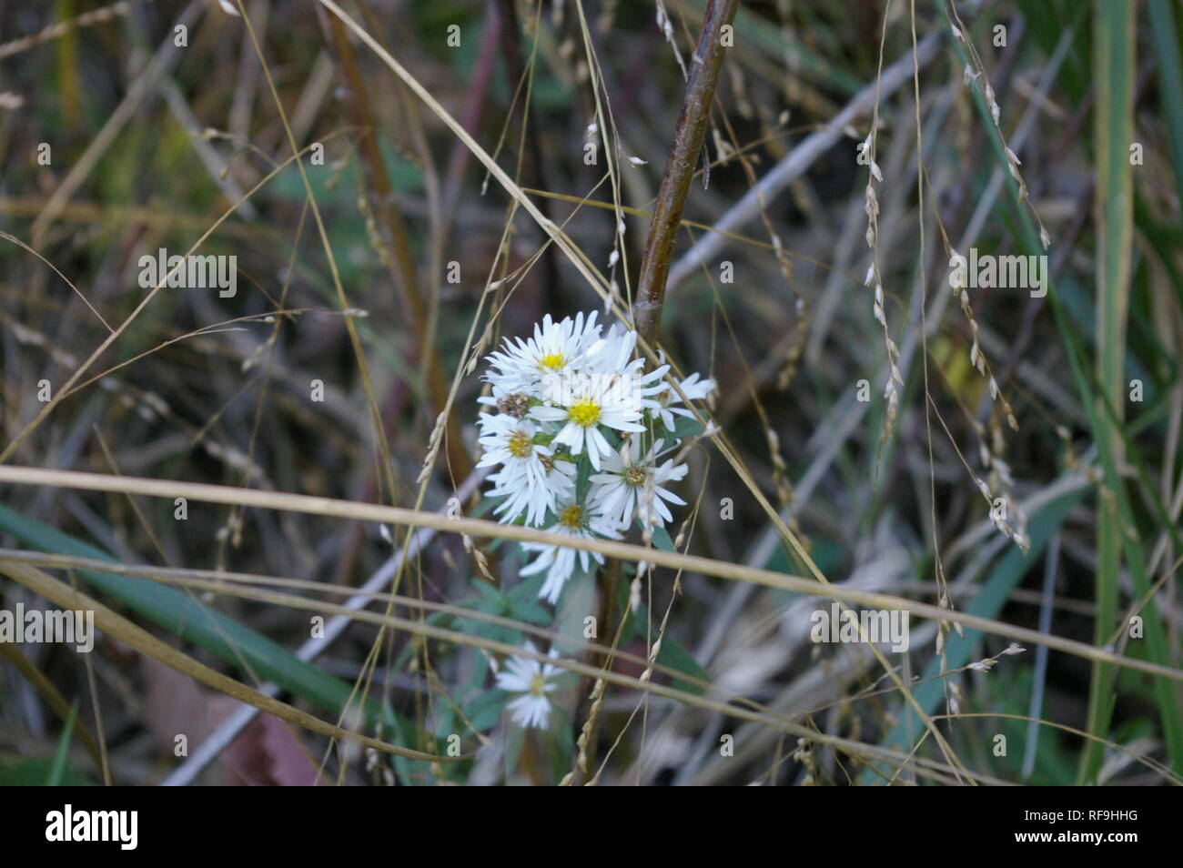 Flora della prateria immagini e fotografie stock ad alta risoluzione ...
