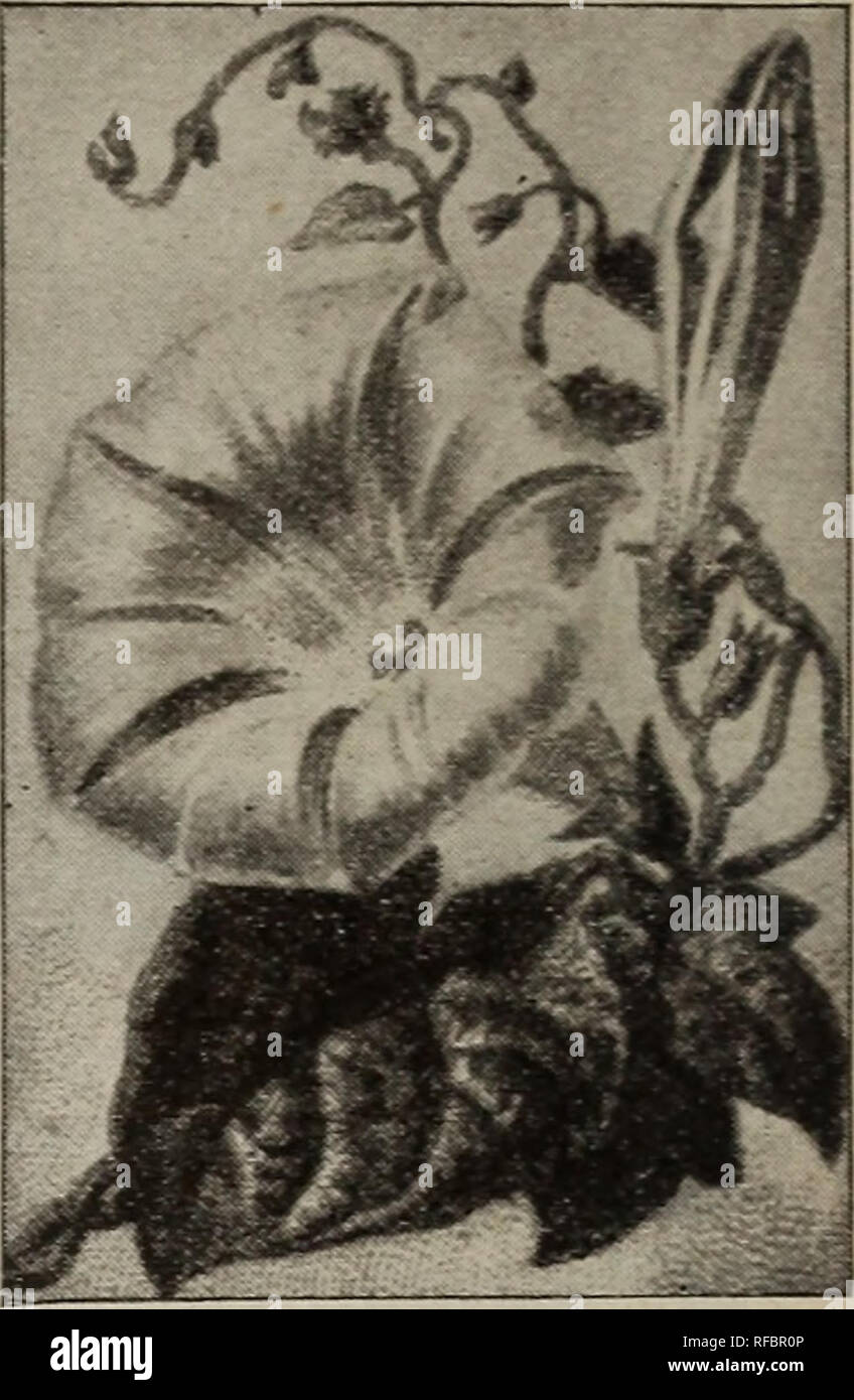 . 1901 Johnson & Stokes il giardino e la fattoria manuale. Vivai ...