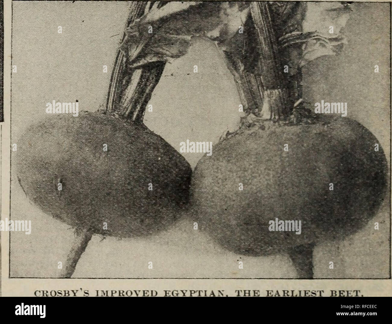 . 1901 Johnson & Stokes il giardino e la fattoria manuale. Vivai ...