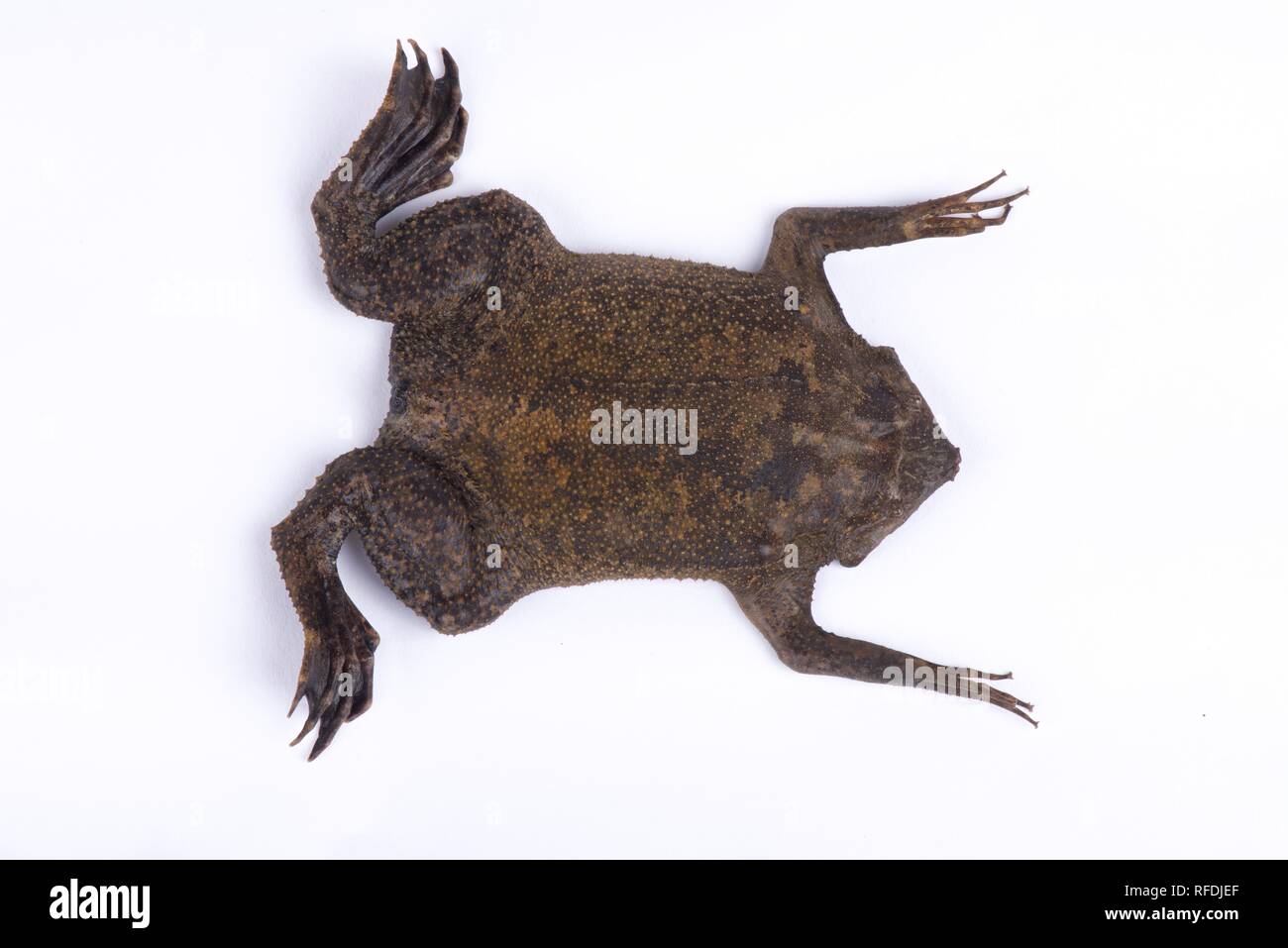 Pipa pipa frog immagini e fotografie stock ad alta risoluzione - Alamy
