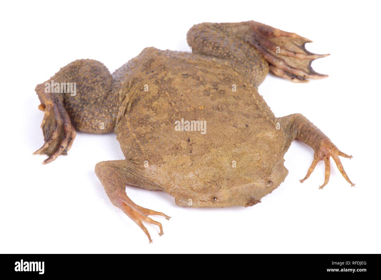 Pipa pipa frog immagini e fotografie stock ad alta risoluzione - Alamy