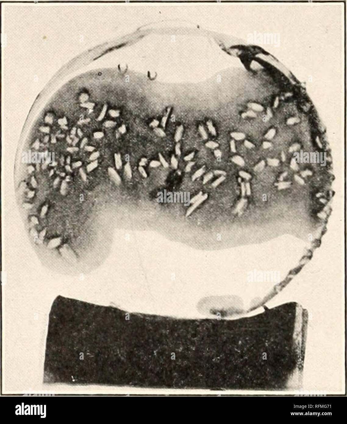 Agar slant culture immagini e fotografie stock ad alta risoluzione - Alamy