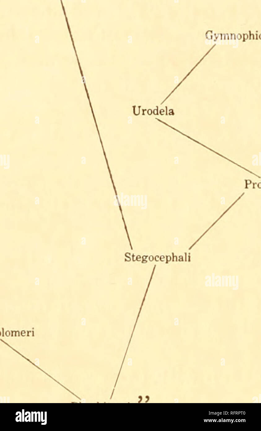 Tabella genealogica immagini e fotografie stock ad alta risoluzione - Alamy