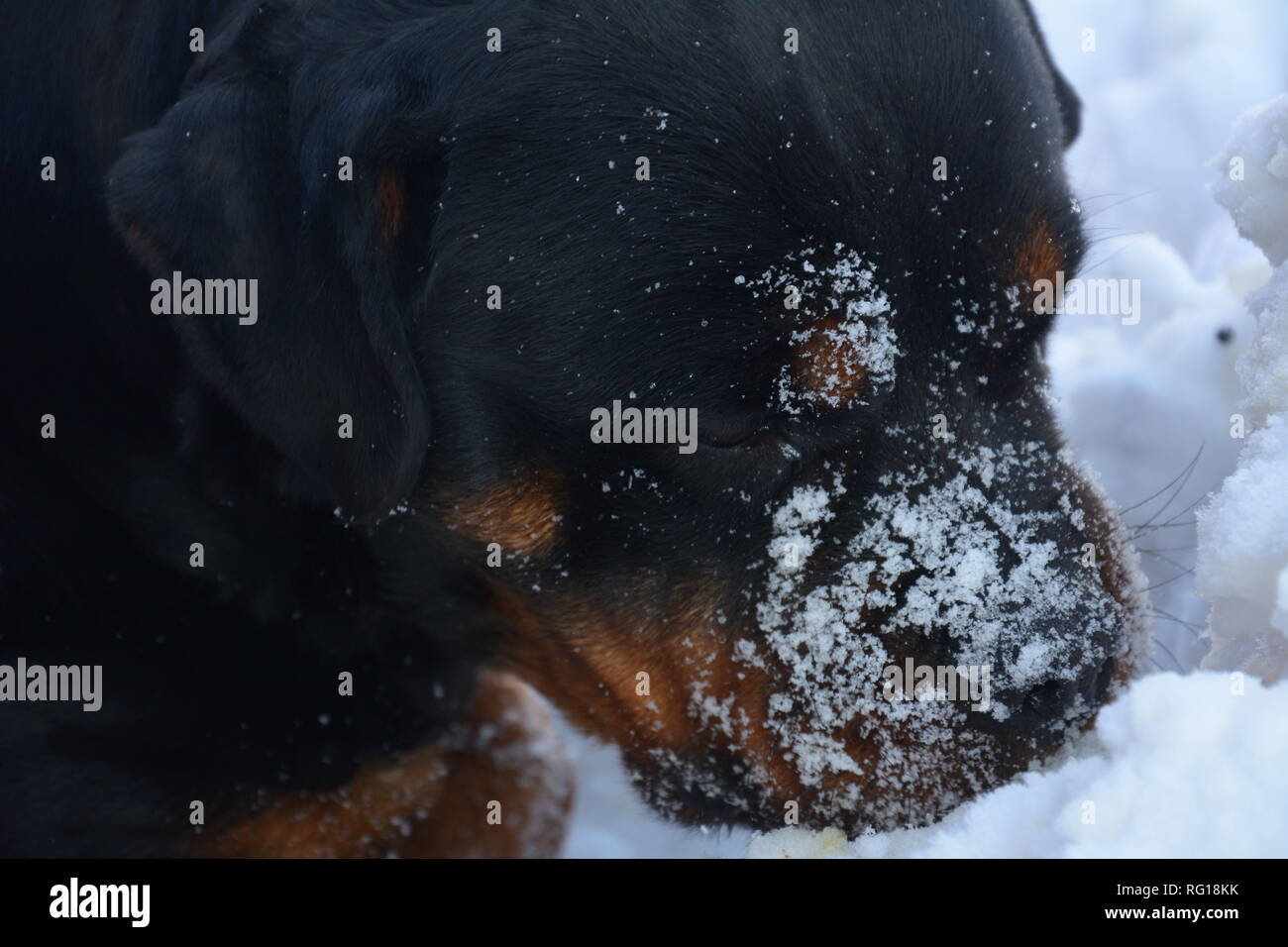 Rottweiler arrabbiato immagini e fotografie stock ad alta risoluzione ...