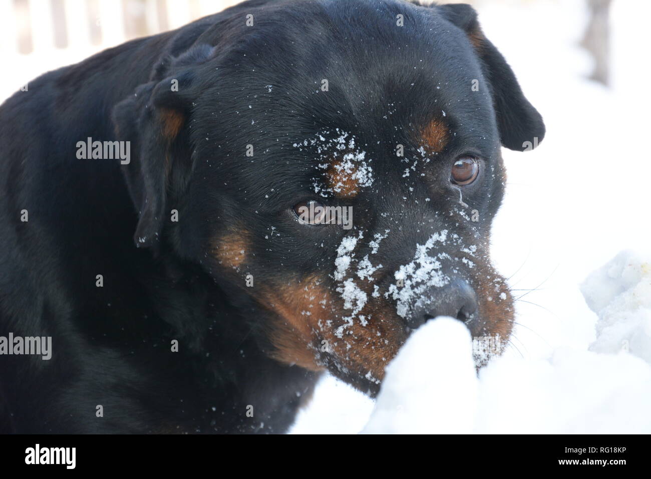 Rottweiler arrabbiato immagini e fotografie stock ad alta risoluzione ...