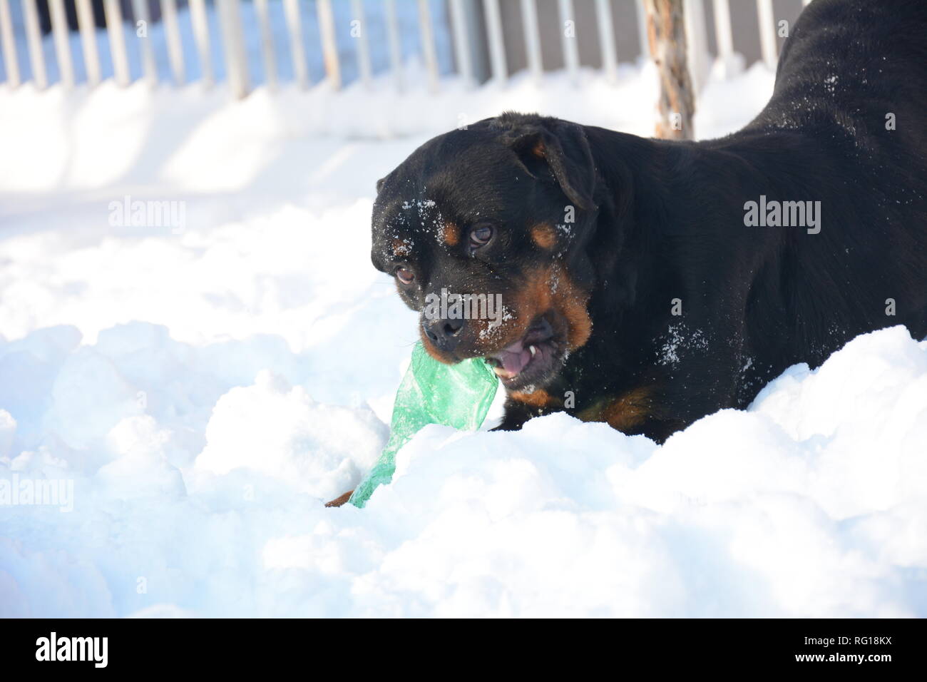 Rottweiler arrabbiato immagini e fotografie stock ad alta risoluzione ...