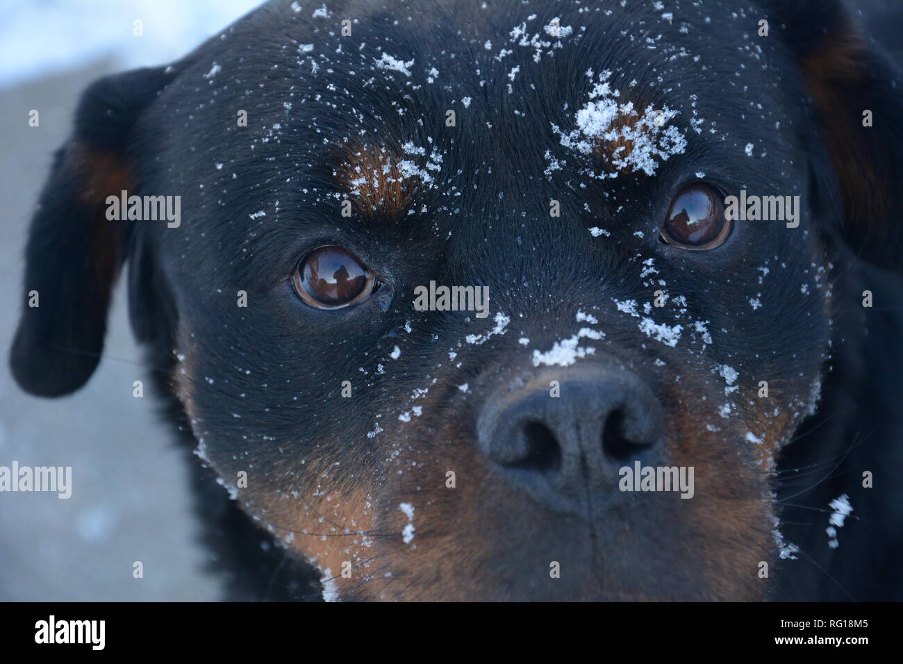 Rottweiler arrabbiato immagini e fotografie stock ad alta risoluzione ...