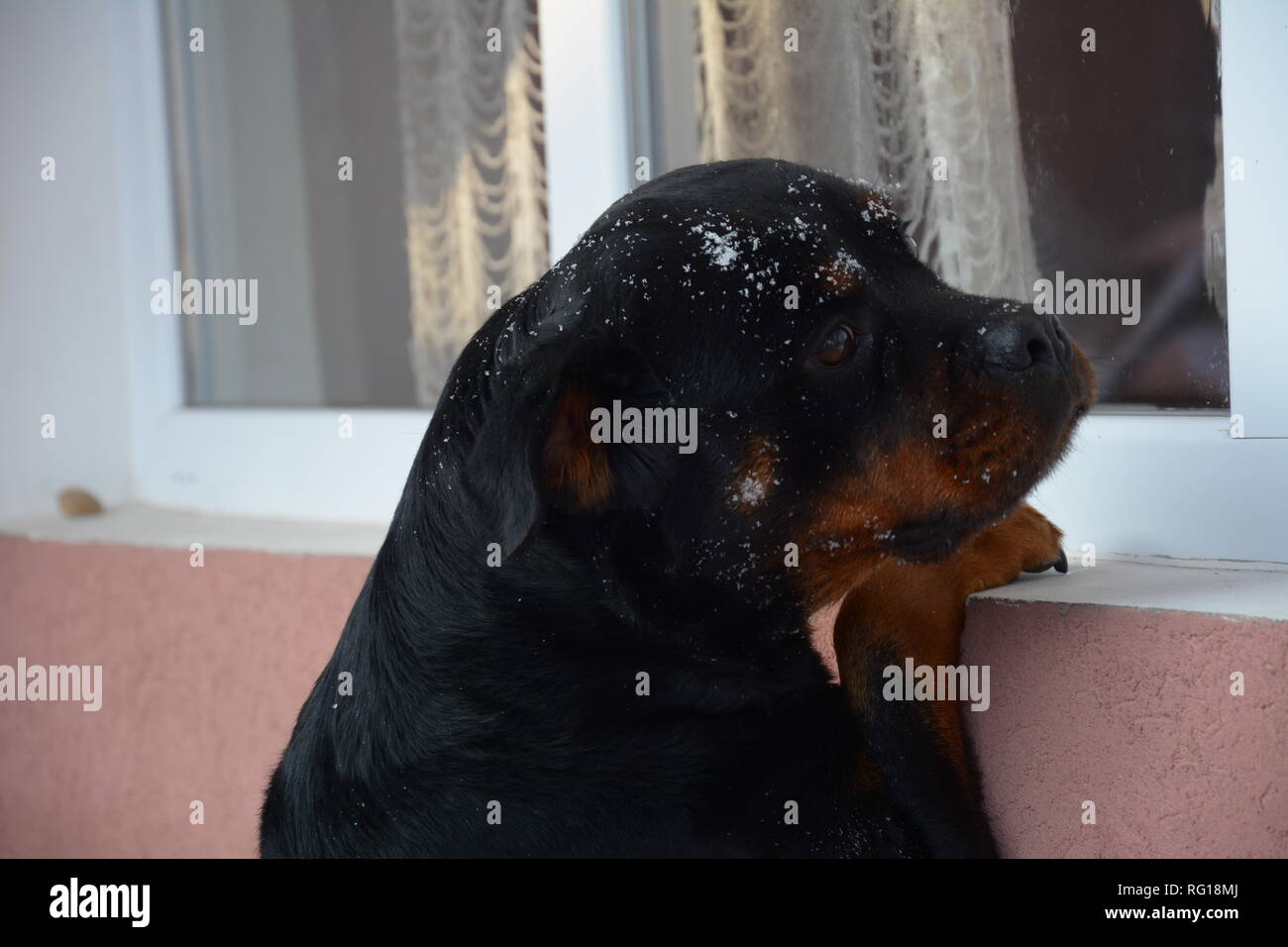 Rottweiler arrabbiato immagini e fotografie stock ad alta risoluzione ...