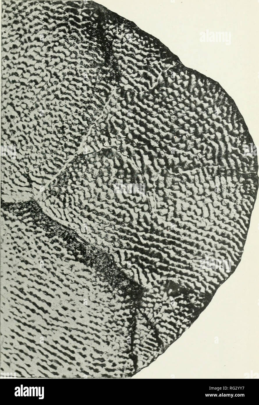 . Il campo Canadese-naturalista. Storia naturale. Il OTTAV.-un ...