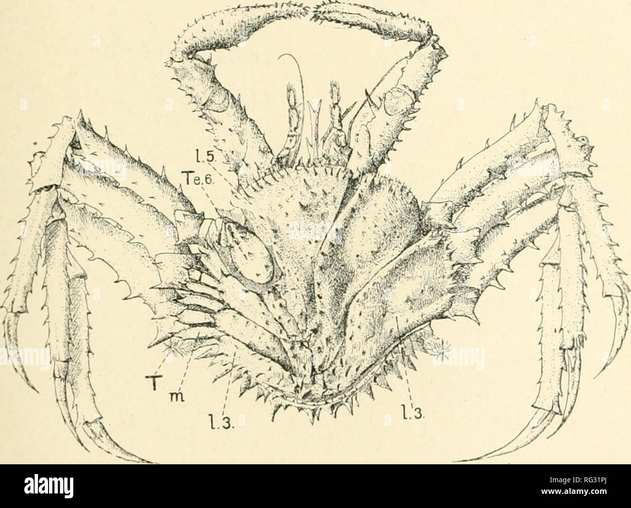 . Il Cambridge storia naturale. Zoologia. PAGURIDEA LITHODES MAIA 177 ...