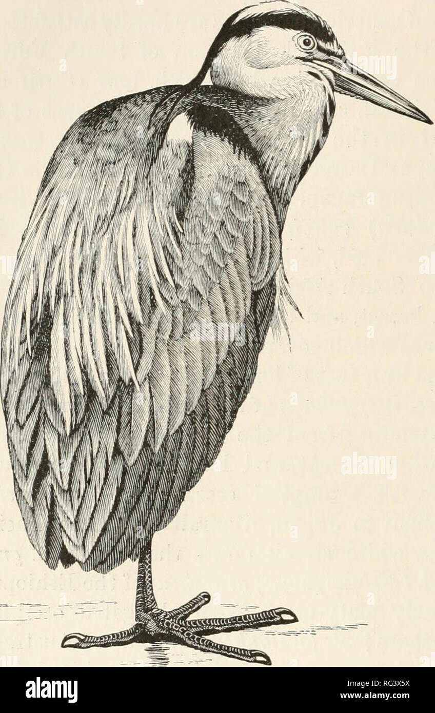 . Il Cambridge storia naturale. Zoologia. 92 CICONIFORMI Sud America è ...