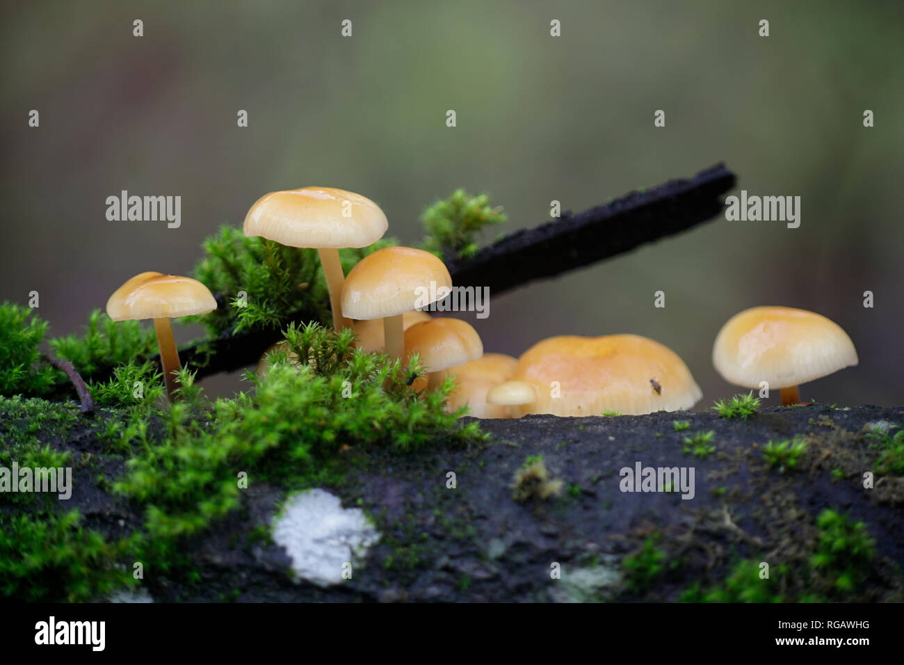Winter fungus immagini e fotografie stock ad alta risoluzione - Alamy