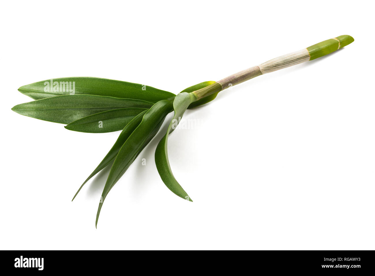Ramo di orchidea immagini e fotografie stock ad alta risoluzione - Alamy