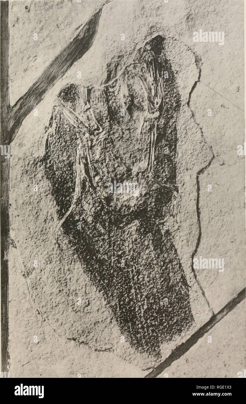 . Bollettino del museo di zoologia comparativa a Harvard College ...