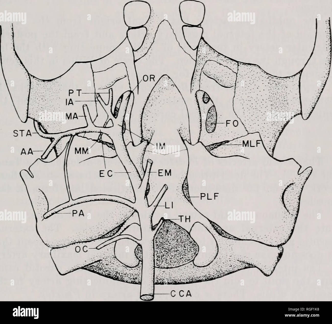 Arteria Carotide Esterna Immagini e Fotos Stock - Pagina 2 - Alamy