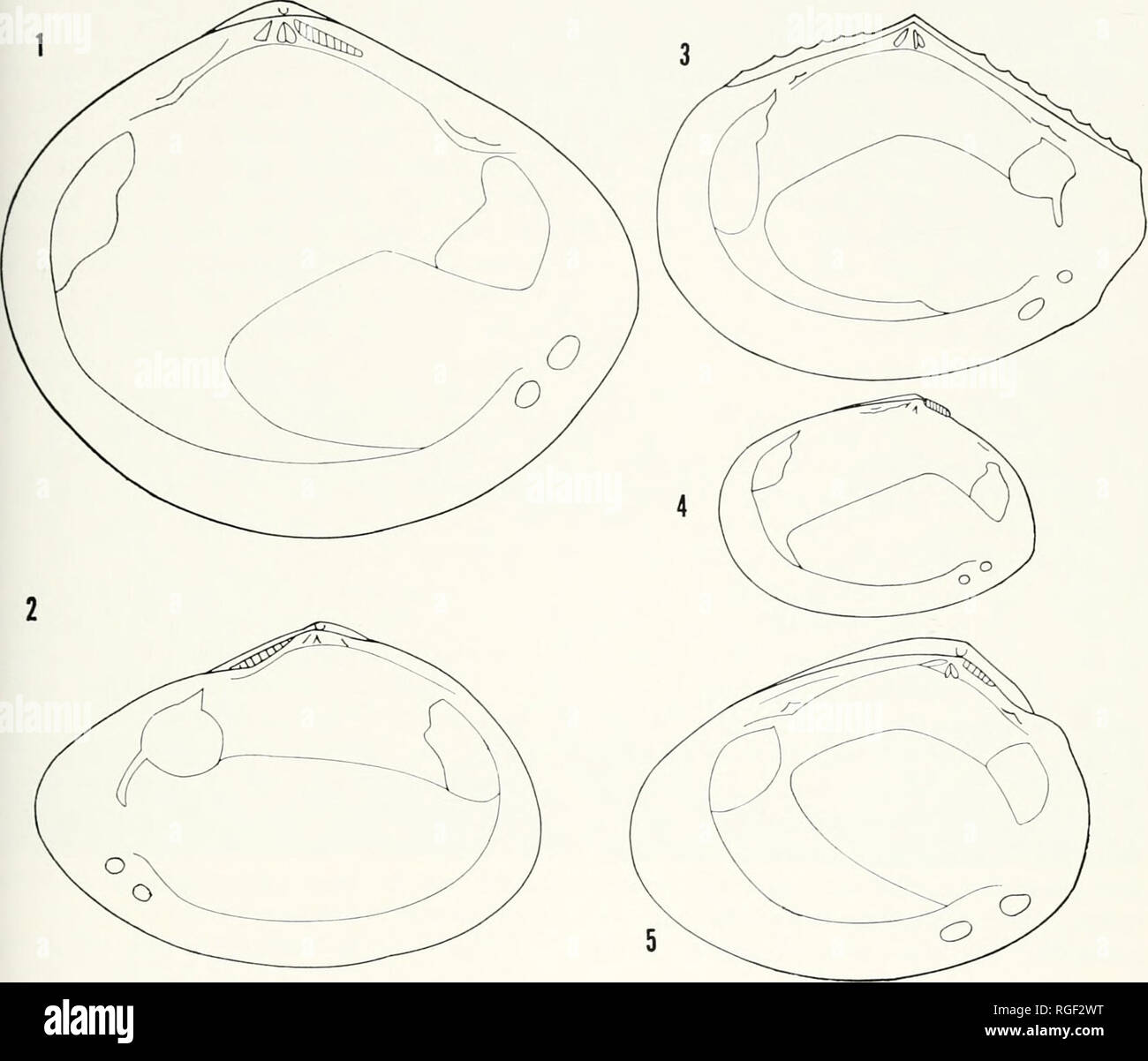 . Bollettino del museo di zoologia comparativa a Harvard College ...