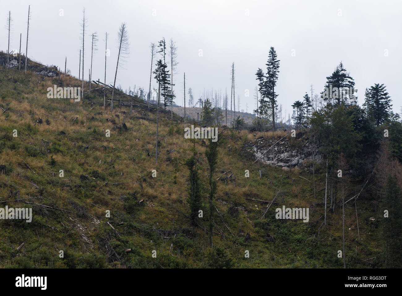 Pioggia acida immagini e fotografie stock ad alta risoluzione - Alamy