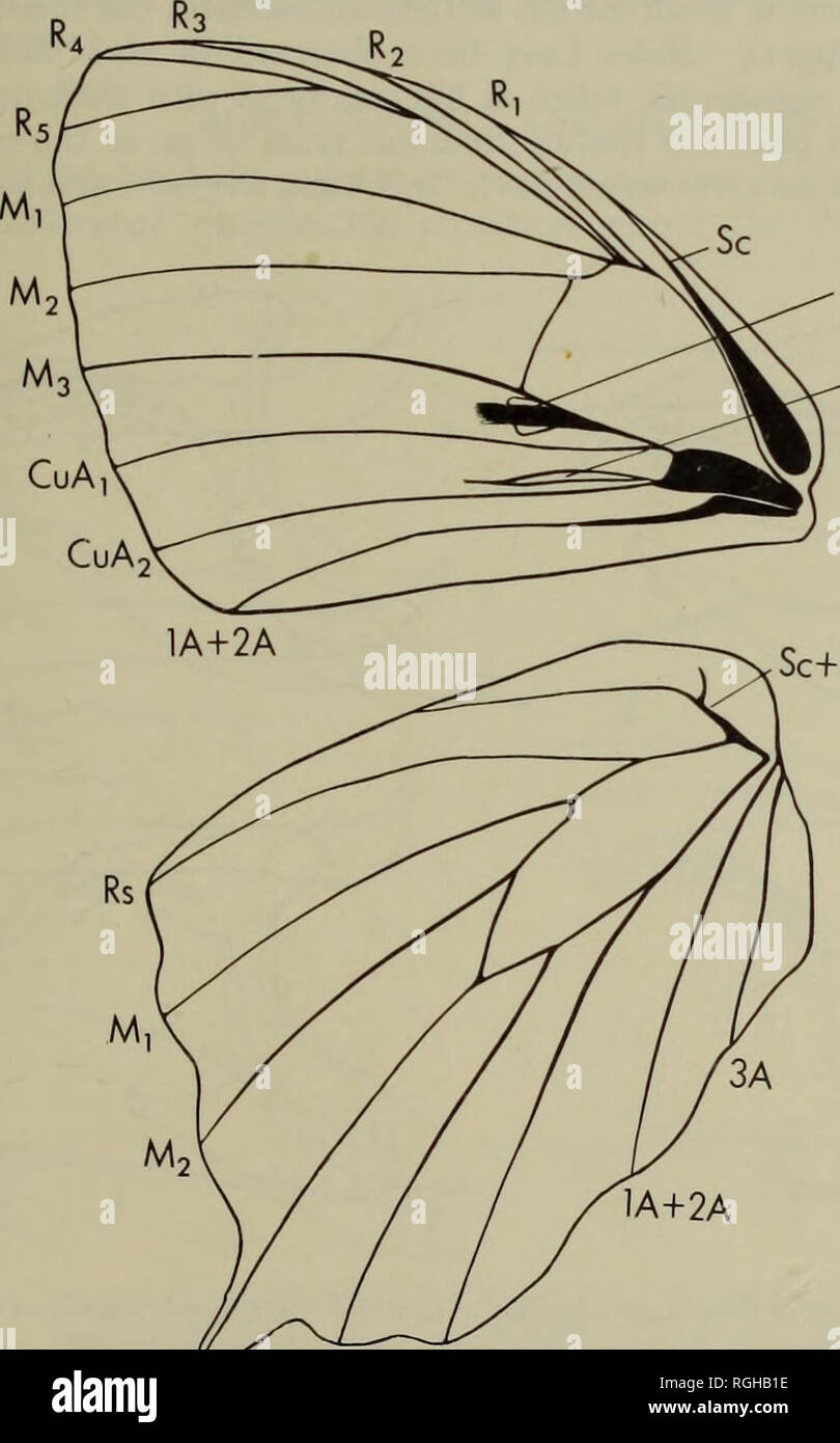 Ala rastremata immagini e fotografie stock ad alta risoluzione - Alamy