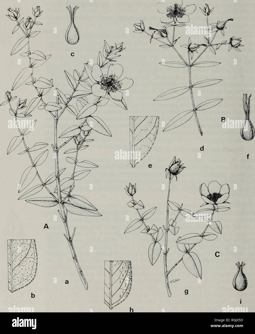 . Bollettino del Museo Britannico di Storia Naturale) Botanica. 280 ...