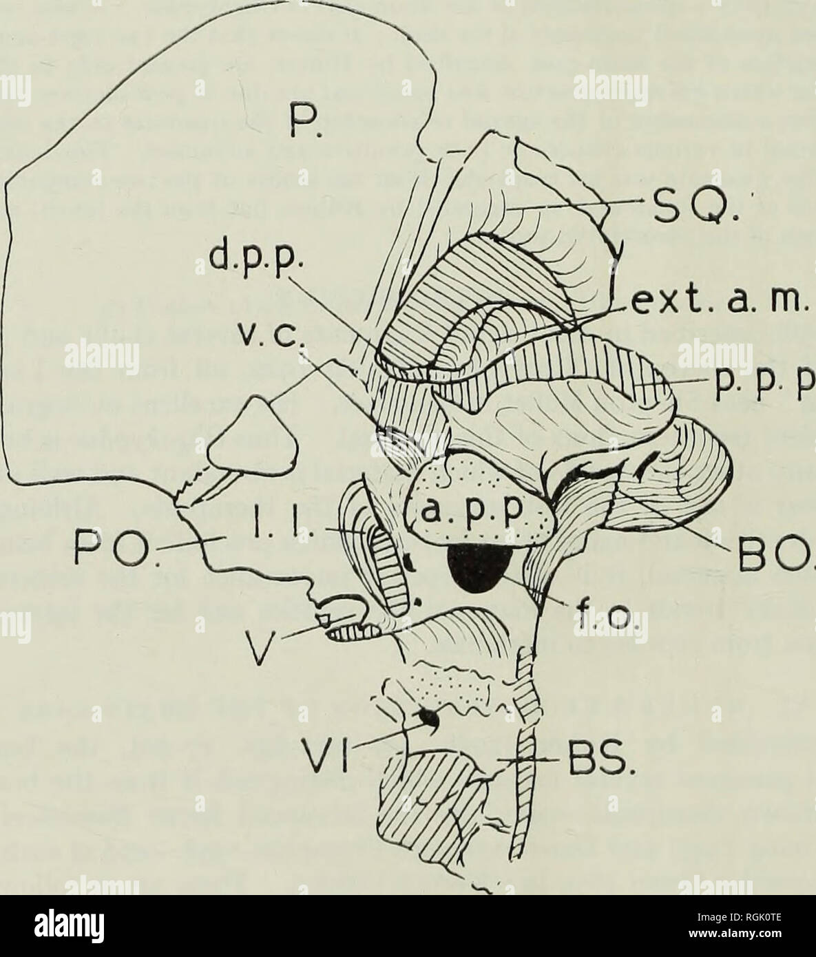 . Bollettino del Museo Britannico di storia naturale), la geologia. 7 ...