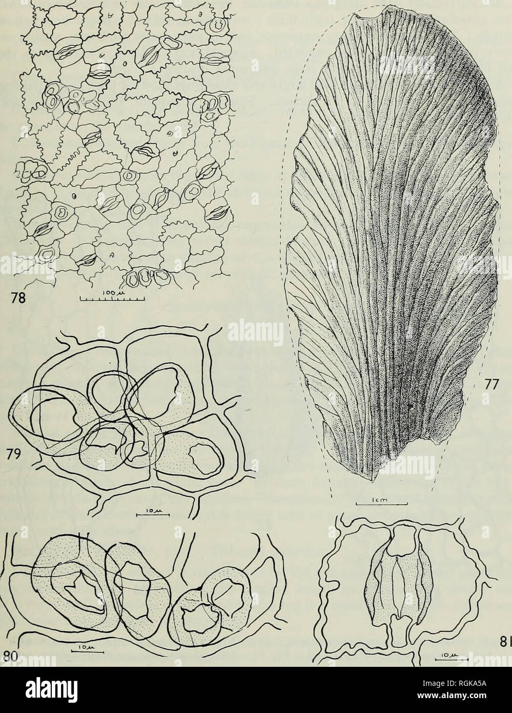 . Bollettino del Museo Britannico di storia naturale), la geologia ...