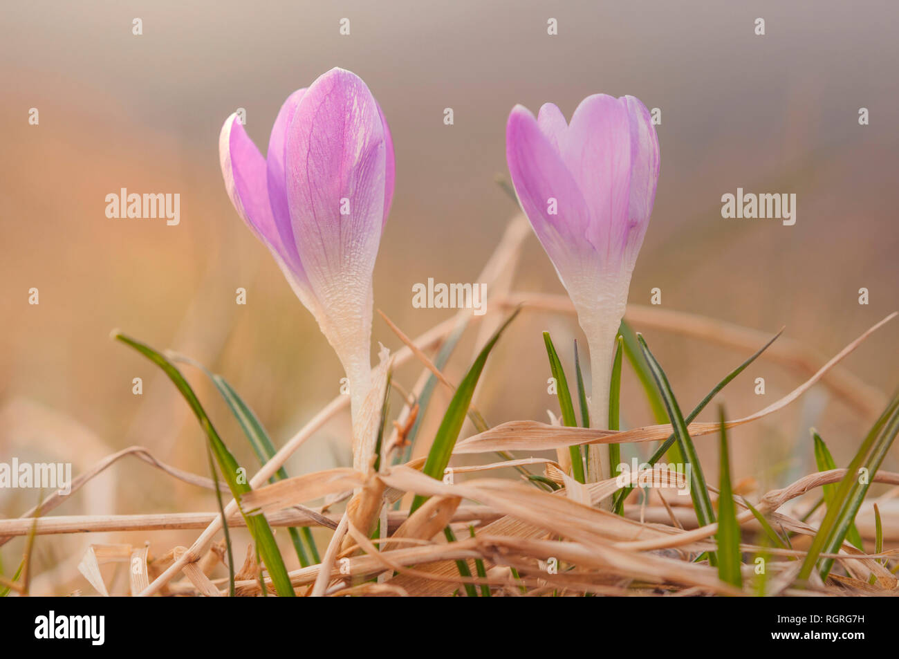 Crocus crocus spec immagini e fotografie stock ad alta risoluzione - Alamy