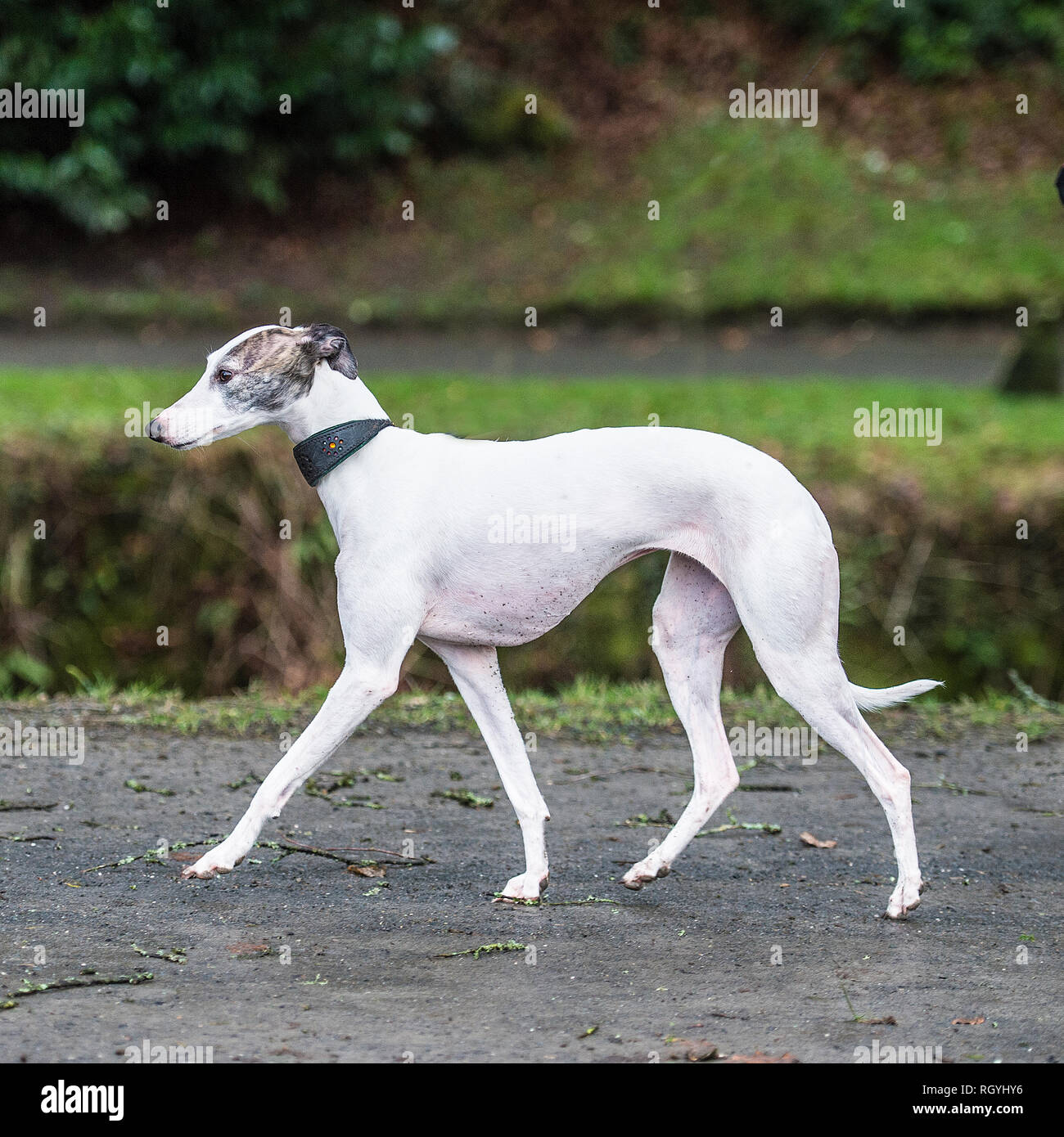 Animale domestico bianco di camminata del pedigree del cane immagini e ...