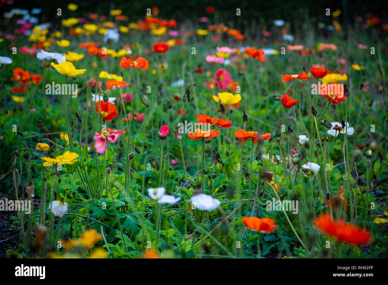 Paesaggio primaverile papaveri gialli immagini e fotografie stock ad ...