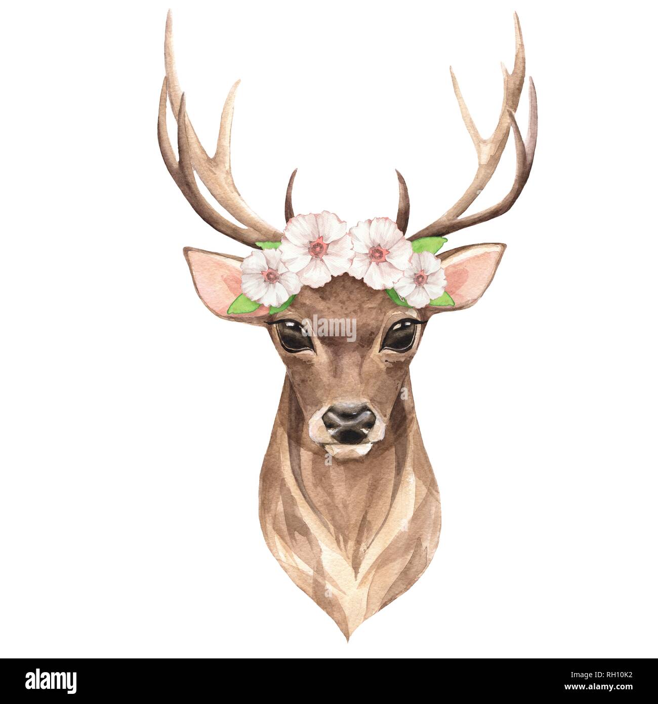 Cervo acquerello immagini e fotografie stock ad alta risoluzione - Alamy