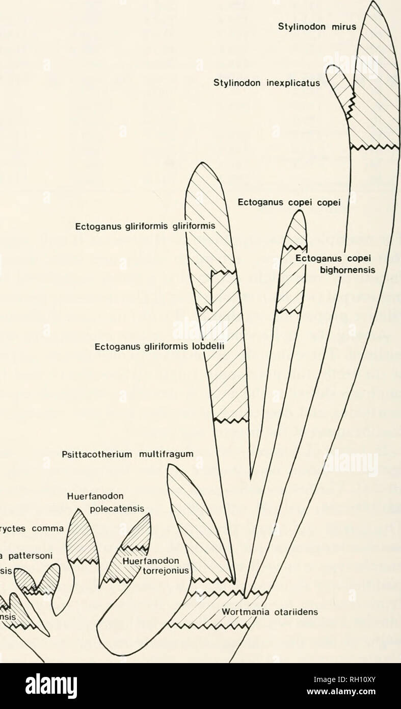 . Bollettino. Storia naturale; Natuurlijke historie. 186 PEABODY MUSEUM ...