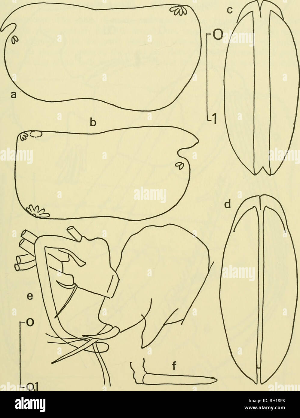 . Bollettino. Storia naturale; Natuurlijke historie. Ostracodi pelagici ...