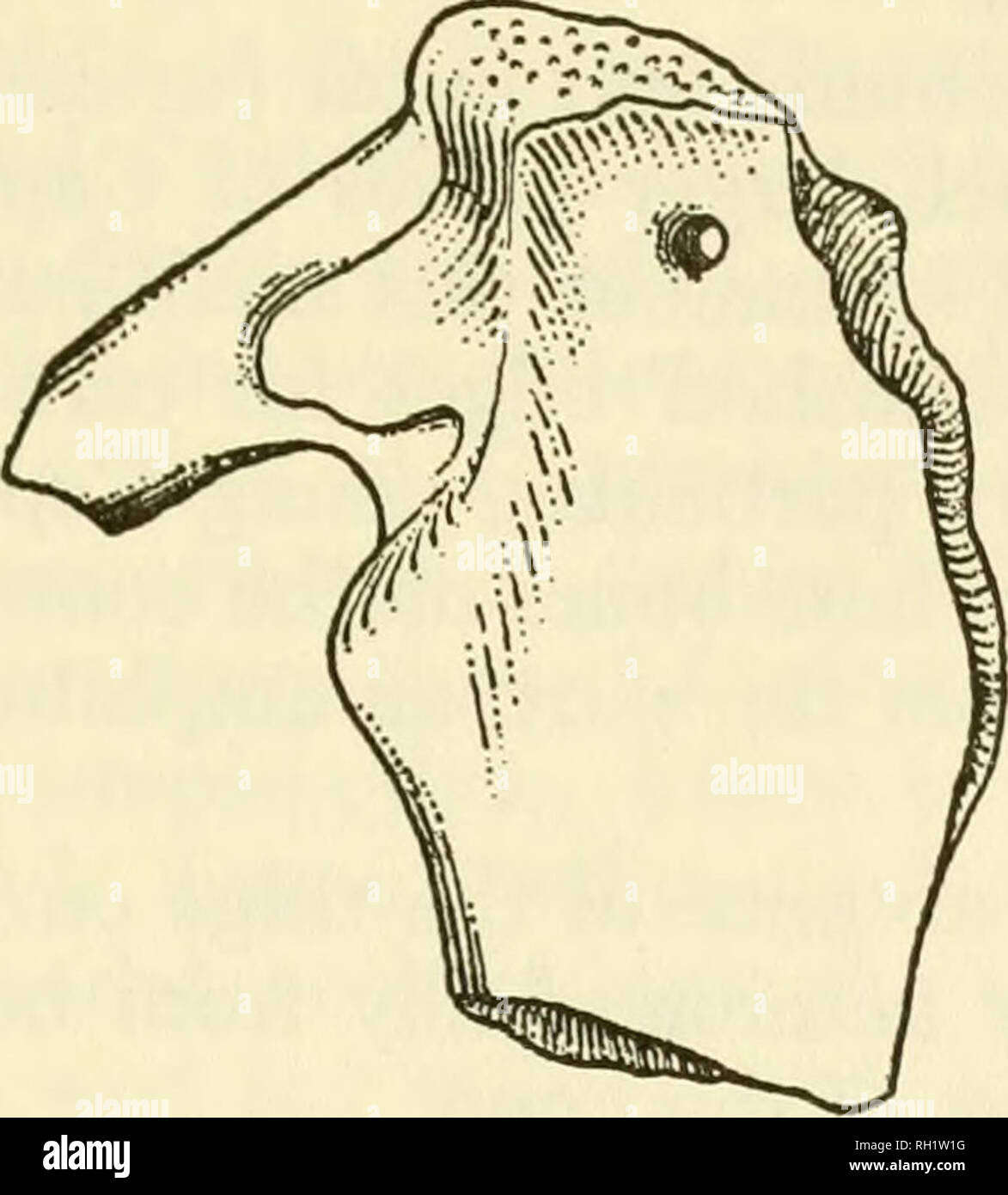 Tubercolo pubico immagini e fotografie stock ad alta risoluzione - Alamy