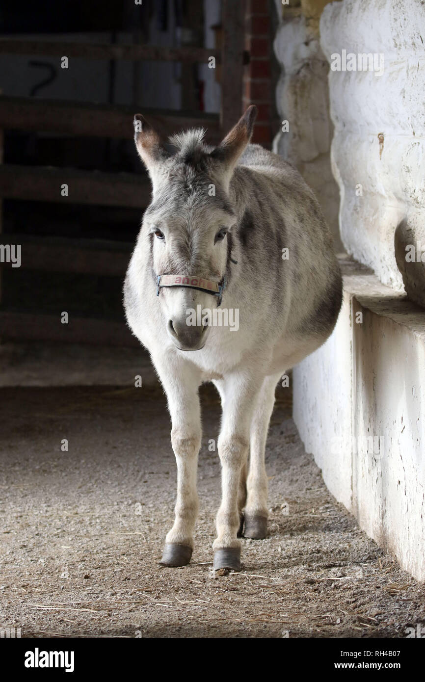 Femmina dell'asino dal muro del granaio immagini e fotografie stock ad ...