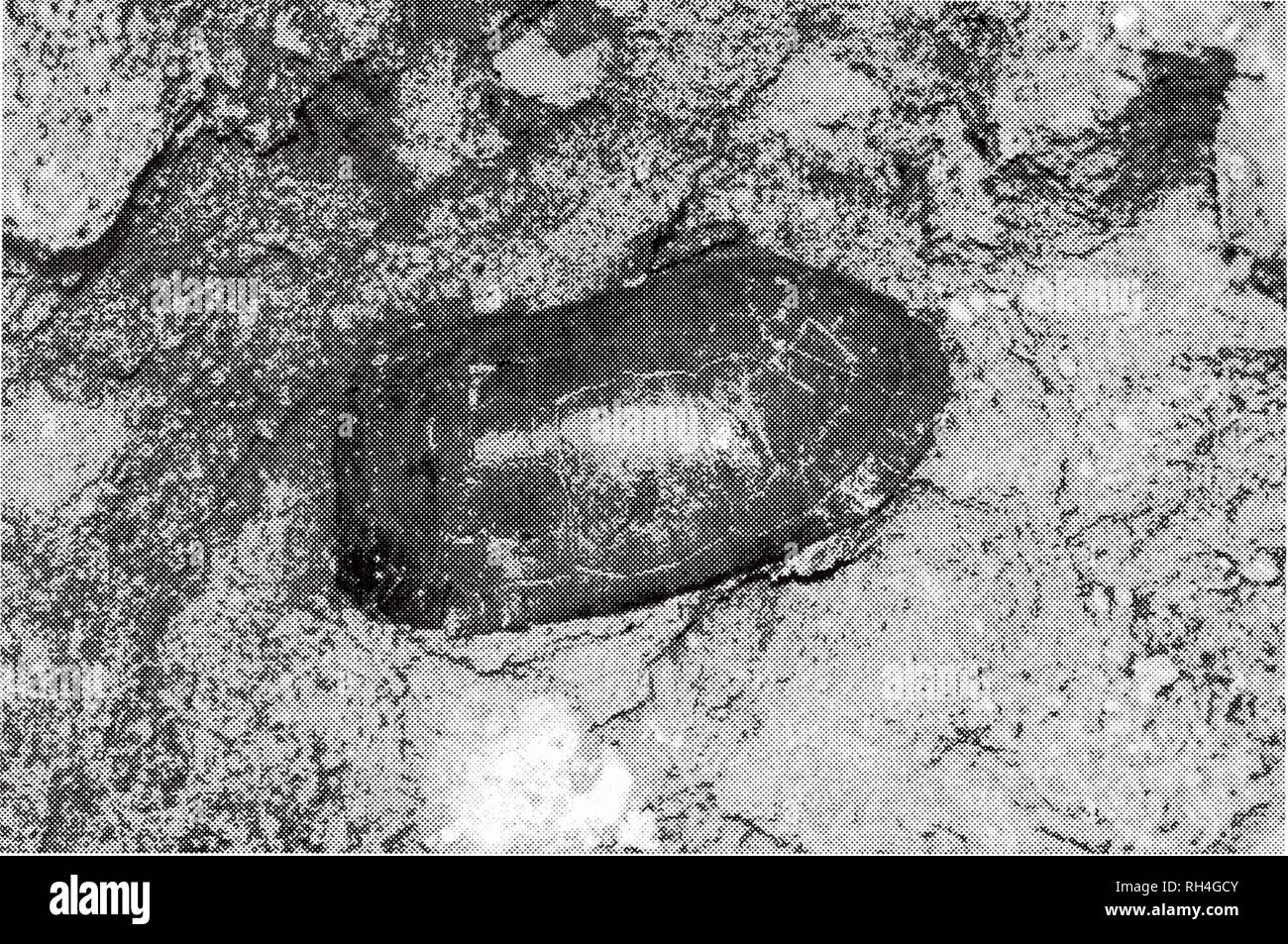 Ava cavaliere immagini e fotografie stock ad alta risoluzione - Alamy