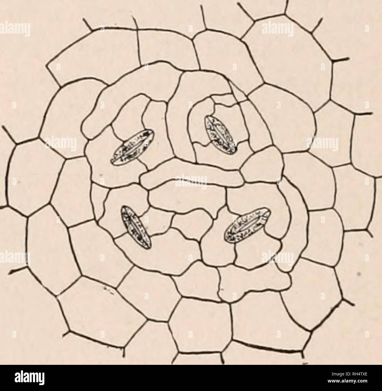 Stomi fogliari immagini e fotografie stock ad alta risoluzione - Alamy