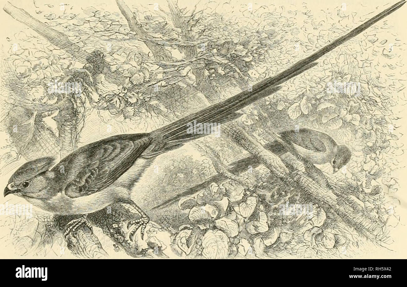 . Brehms Tierleben. Allgemeine kunde des Tierreichs. Zoologia; il ...