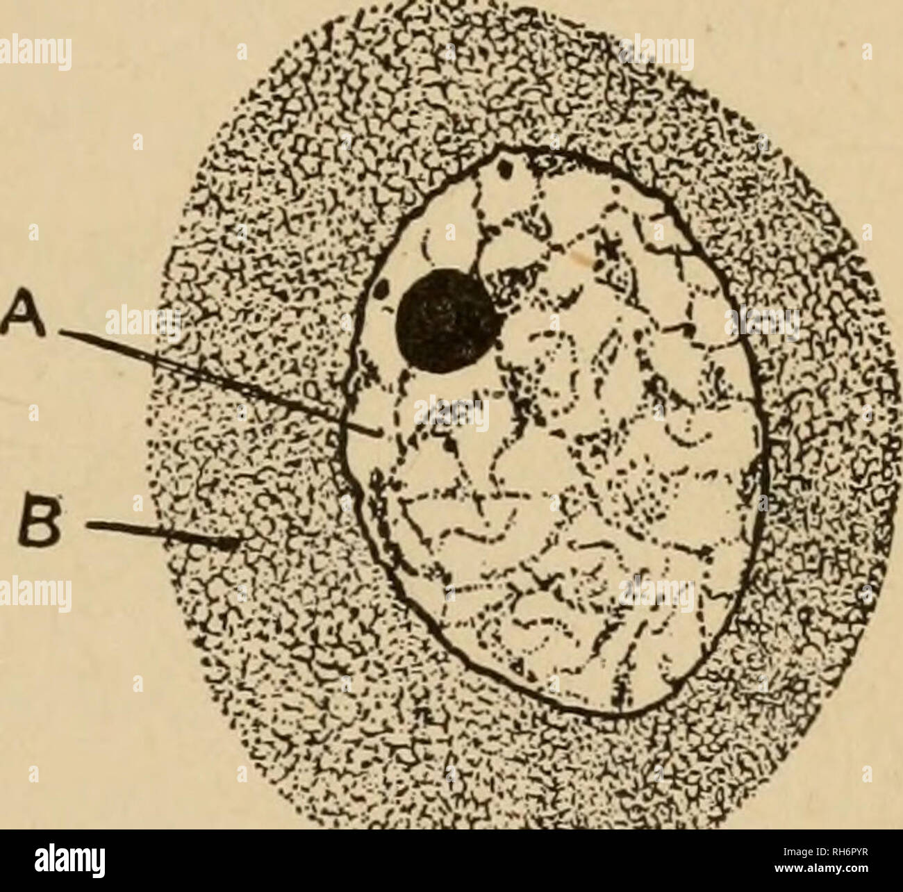 Cellule germinali maschili immagini e fotografie stock ad alta ...
