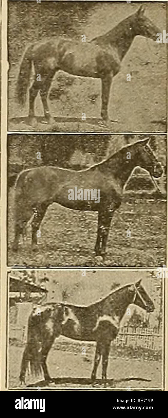 . Allevatore e sportivo. I cavalli. La messa a maggese stalloni sarà ...