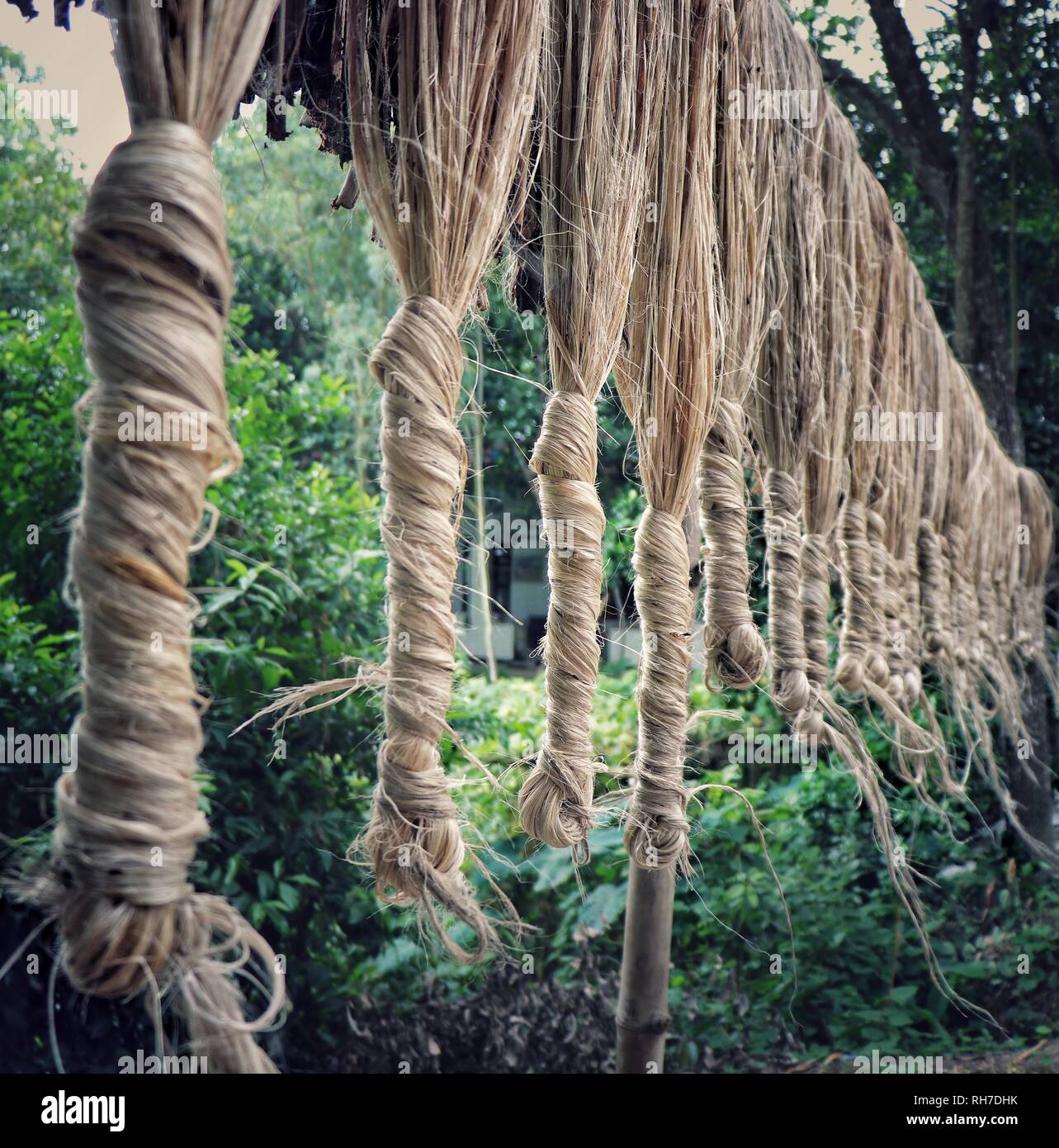 Pianta di iuta immagini e fotografie stock ad alta risoluzione - Alamy