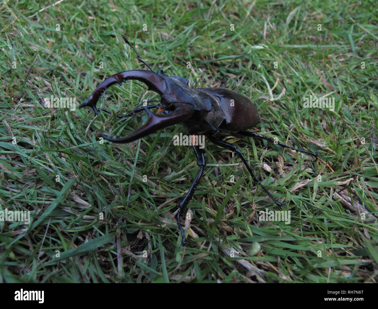 Cervo volante gigante immagini e fotografie stock ad alta risoluzione ...