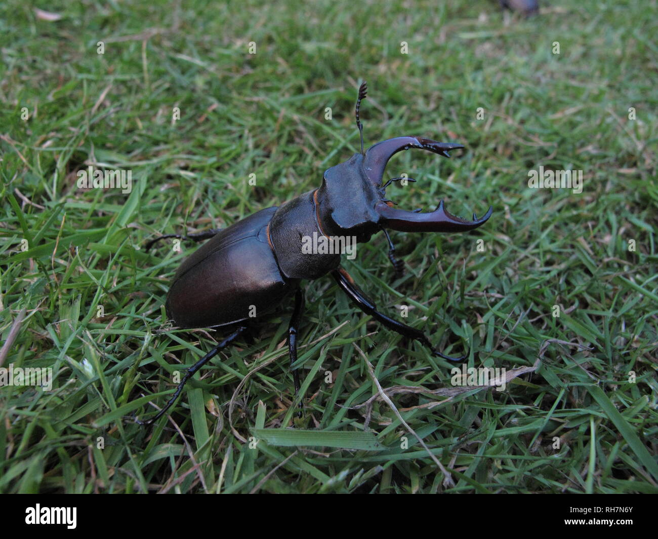 Cervo volante gigante immagini e fotografie stock ad alta risoluzione ...