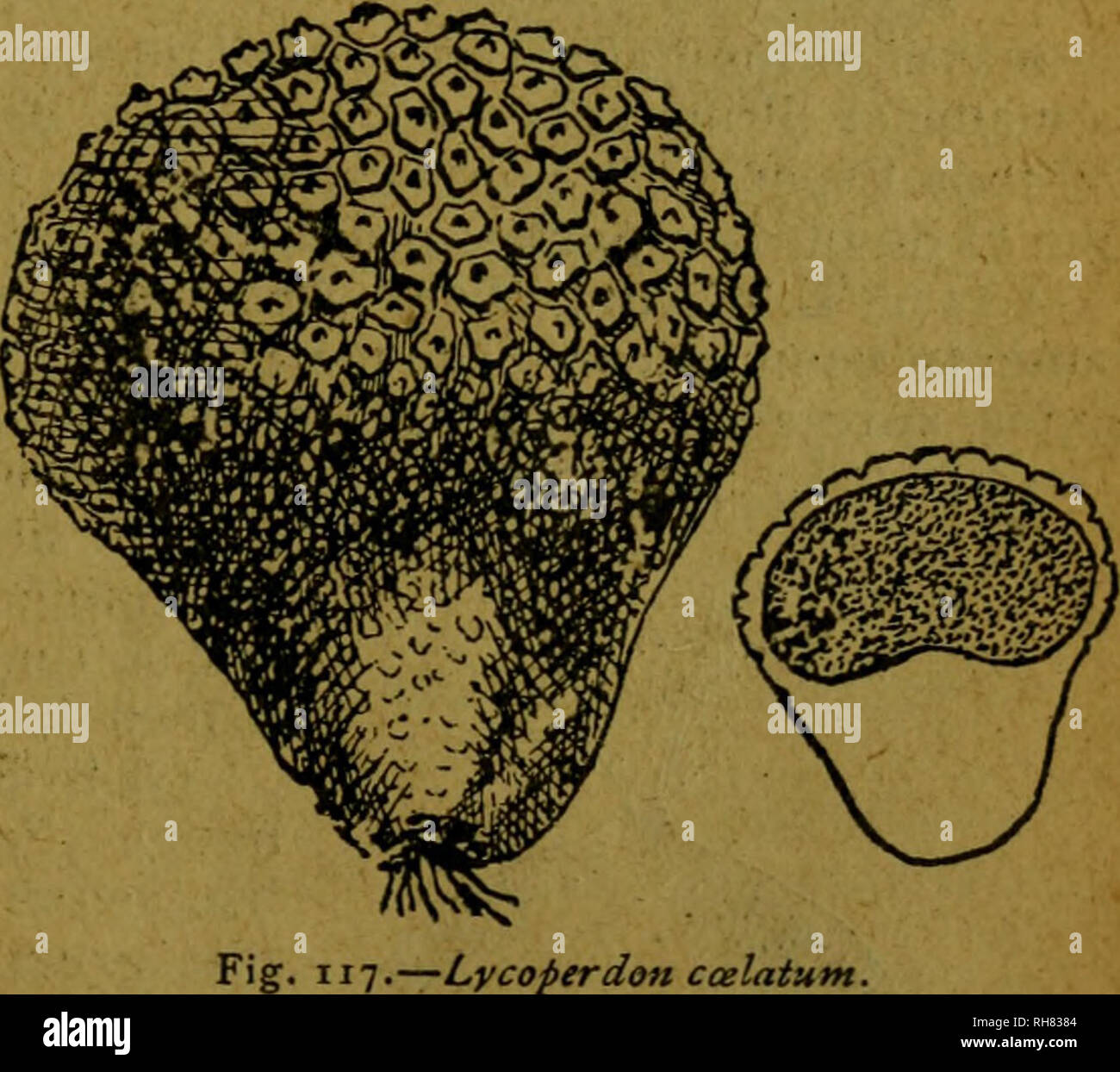 Lycoperdon piriforme immagini e fotografie stock ad alta risoluzione ...