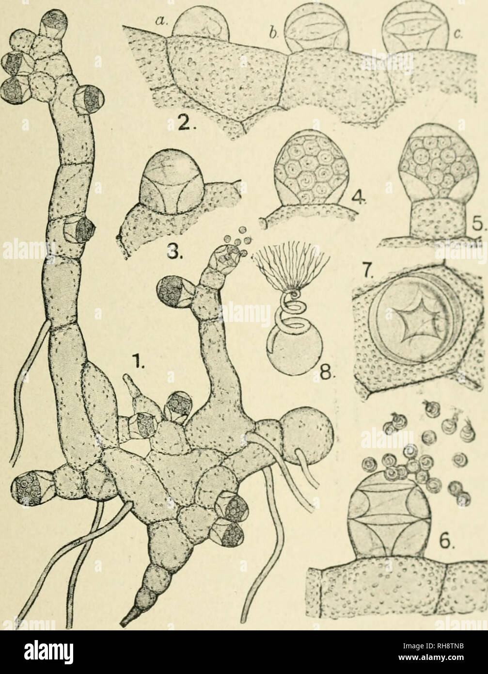 Turgore delle cellule immagini e fotografie stock ad alta risoluzione ...