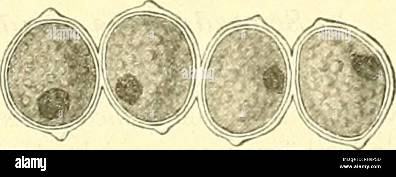 Scenedesmus acutus immagini e fotografie stock ad alta risoluzione - Alamy