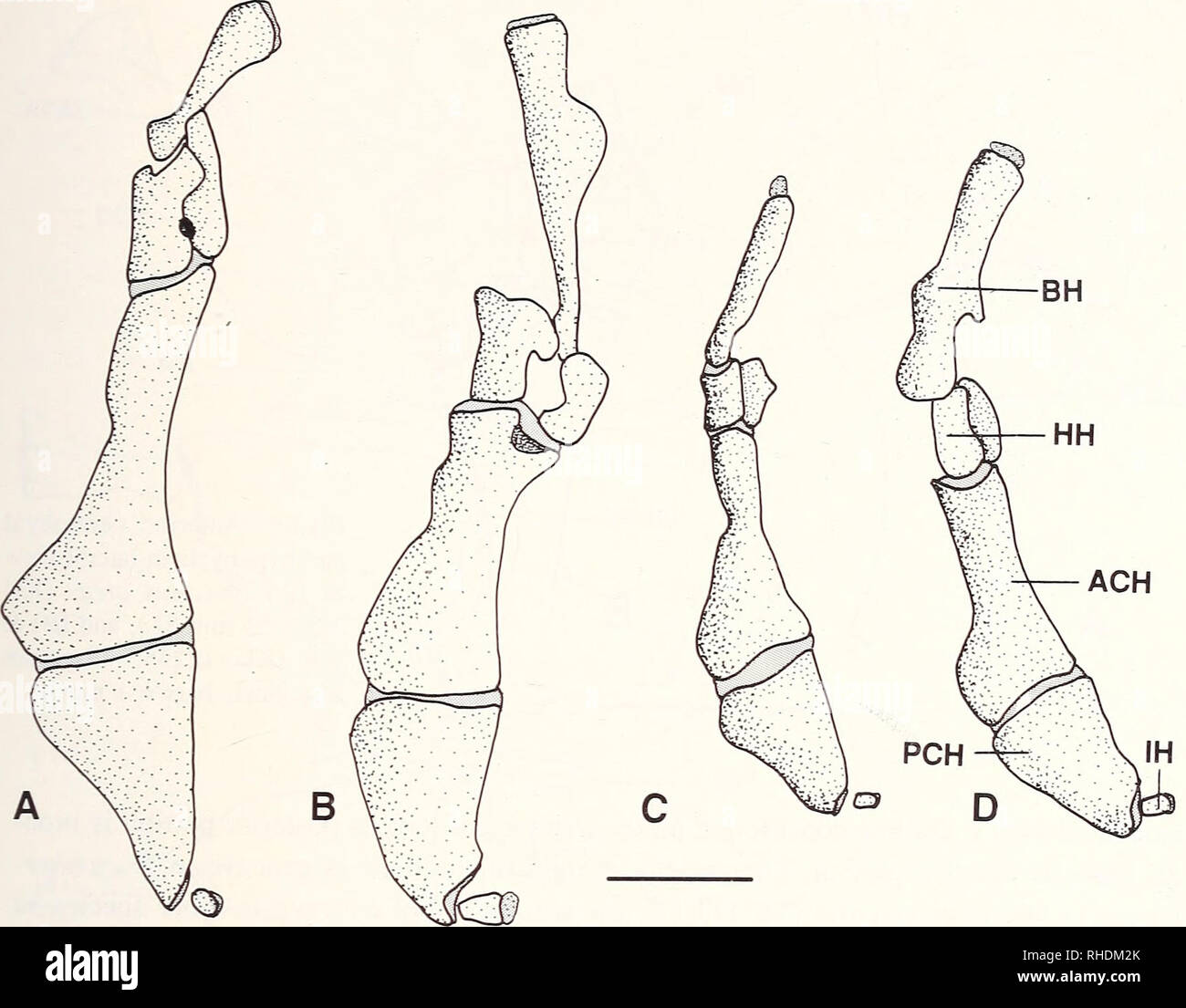 . Bonner zoologische Monographien. Zoologia. 105. La Fig.65: vista ...