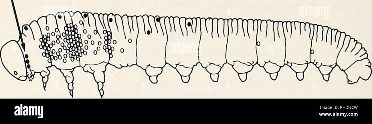 . Bonner zoologische Beiträge : Herausgeber: Zoologisches ...