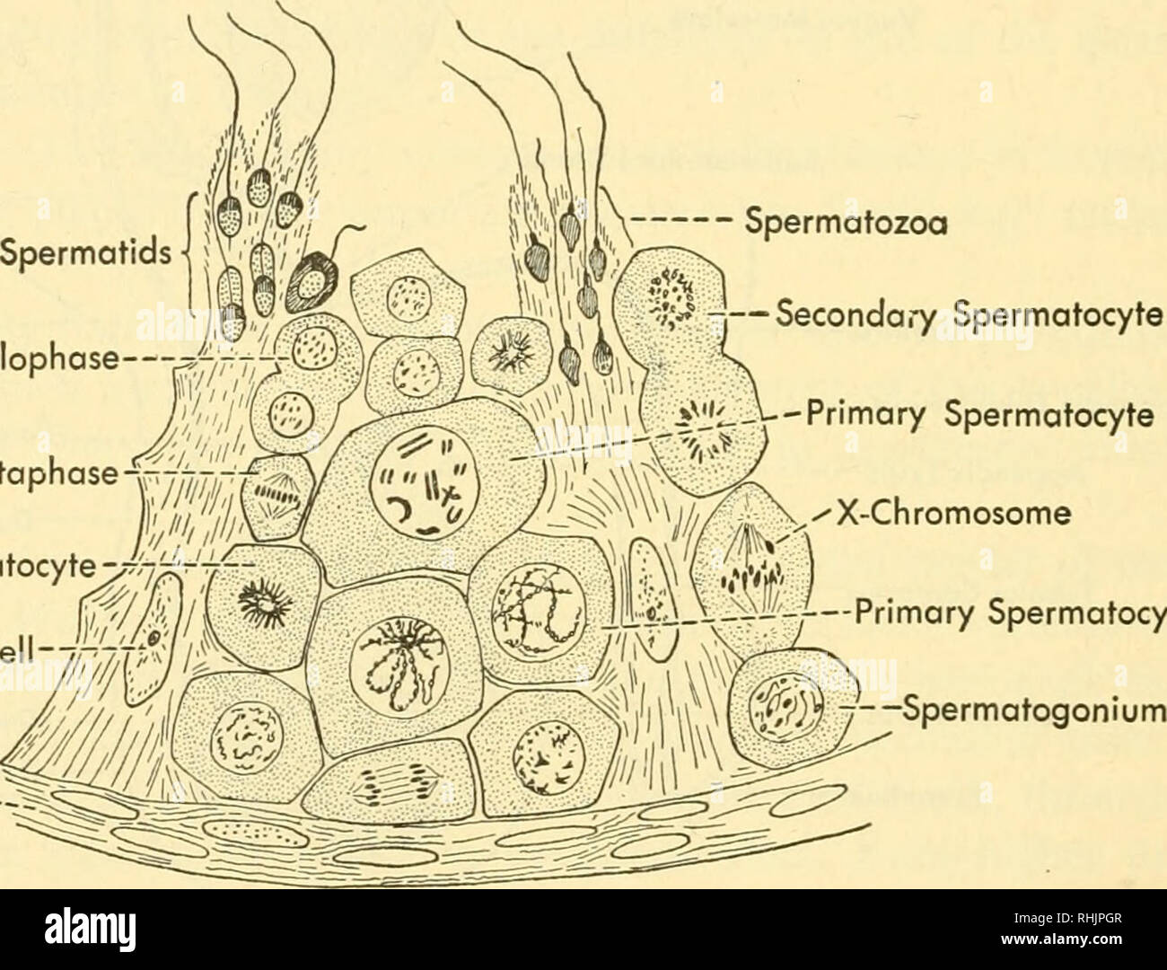 . Biologia dei vertebrati : uno studio comparativo dell'uomo e i suoi ...
