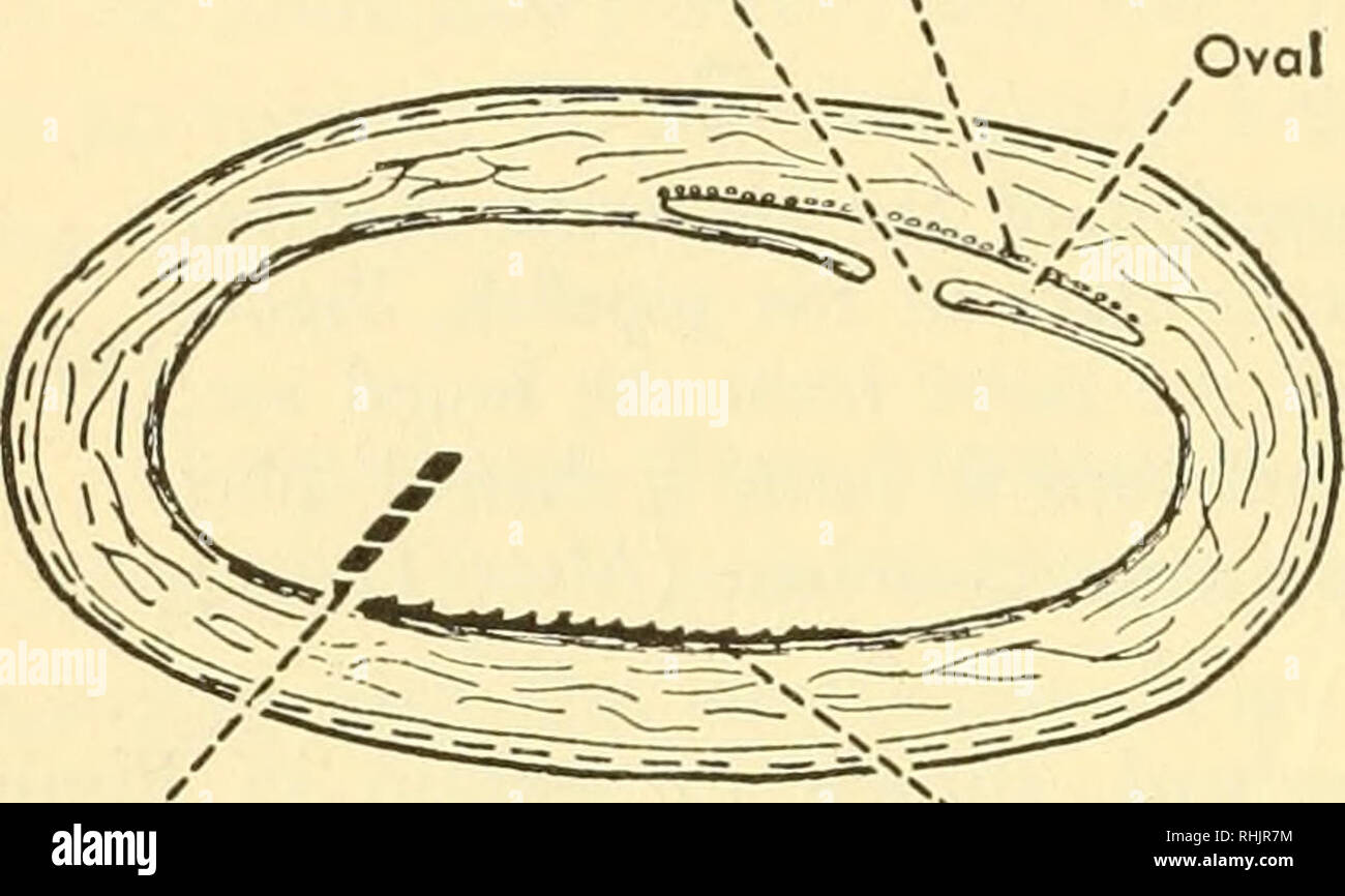 . Biologia dei vertebrati : uno studio comparativo dell'uomo e i suoi ...